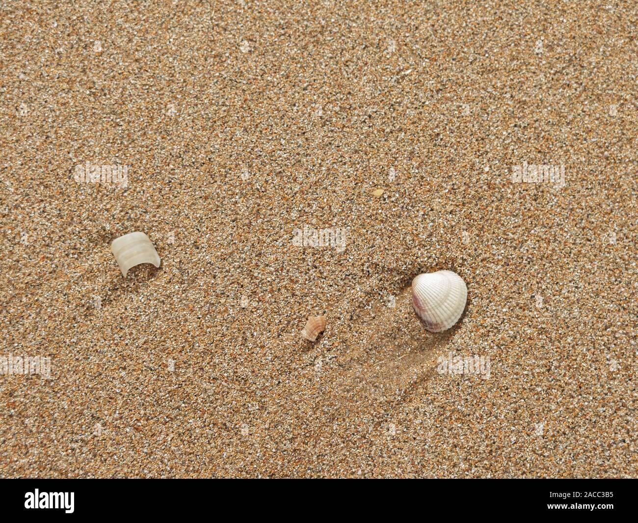 the shells in the sand Stock Photo - Alamy