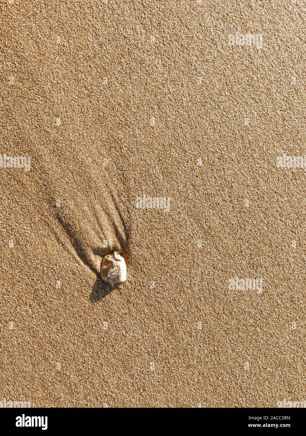 the shells in the sand Stock Photo - Alamy