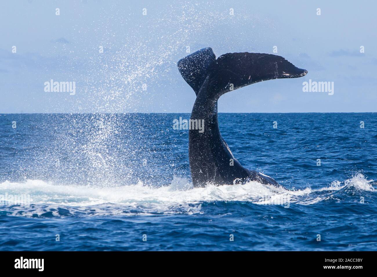 A Humpback whale, Megaptera novaeangliae, raises its fluke out of the ...