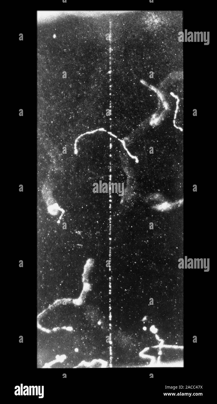 Cloud chamber photograph of the track of a fast beta ray. Beta rays are ...