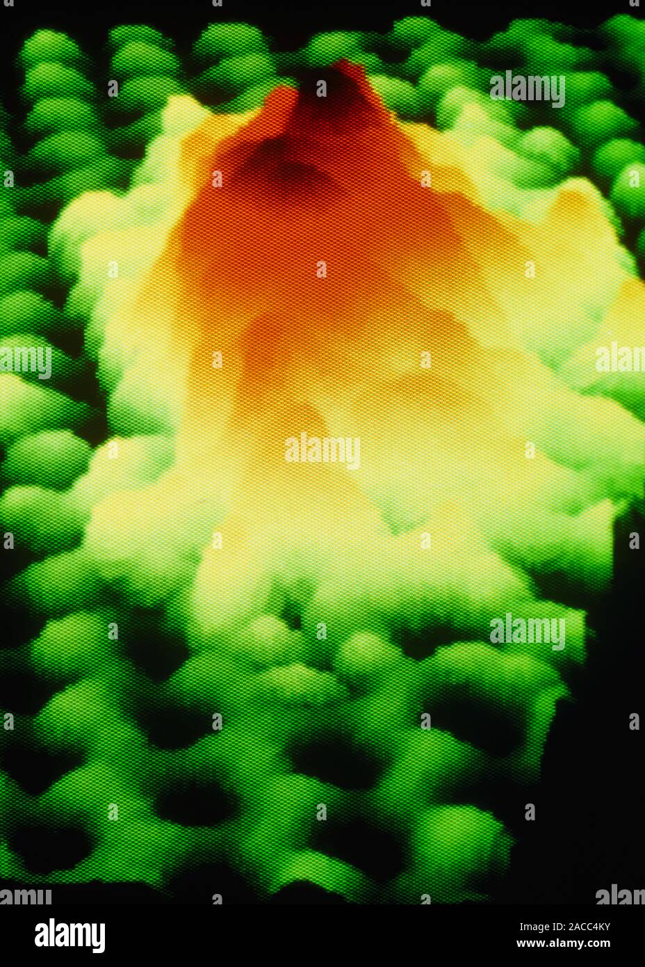 Scanning tunnelling micrograph of gold atoms on a graphite substrate ...