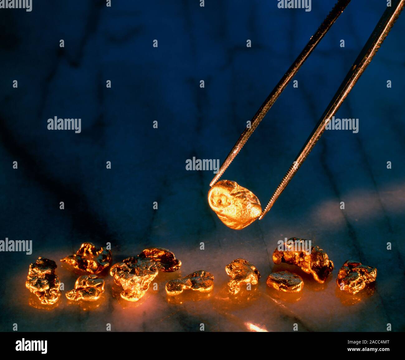 Gold. Nuggets made of gold. Gold is the 79th element of the periodic ...