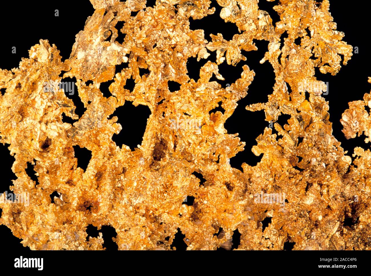Gold. Native gold formations. This gold comes from California, USA. The ...