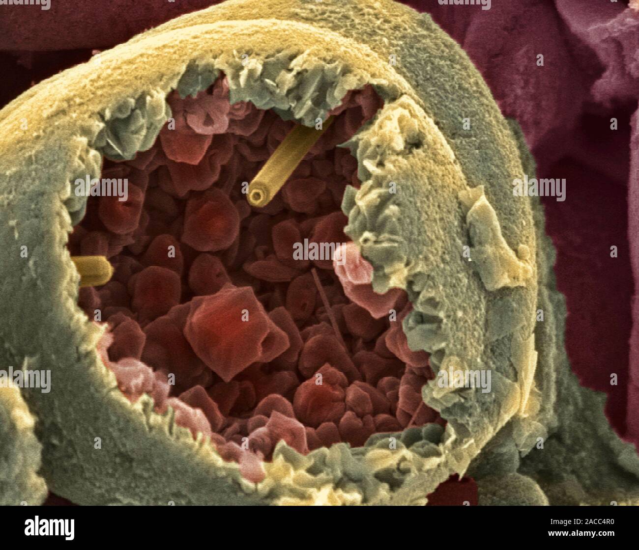 Graphite crystals. Coloured scanning electron micrograph (SEM) of ...