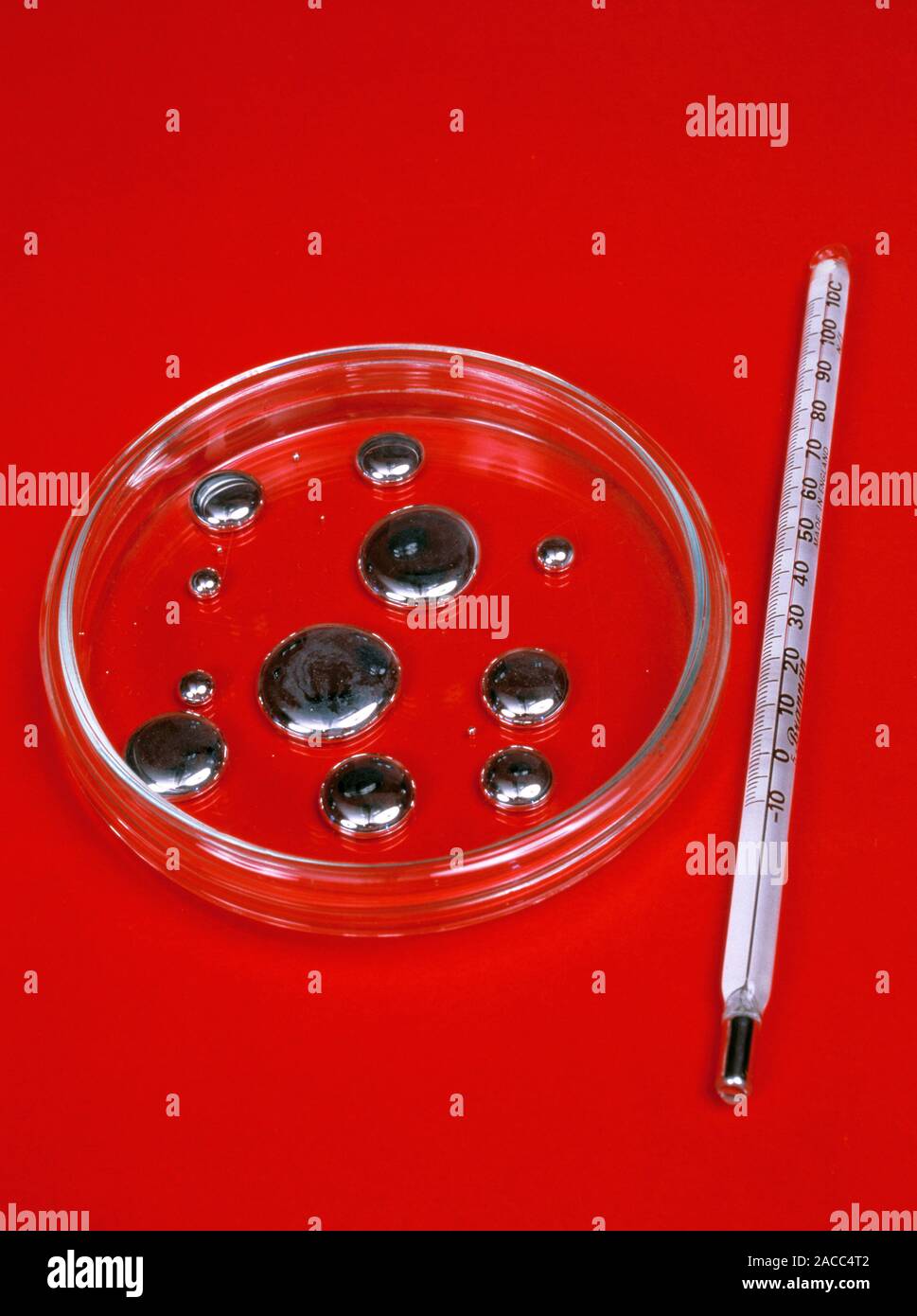 Mercury drops in a petri dish with a thermometer. Mercury, or ...