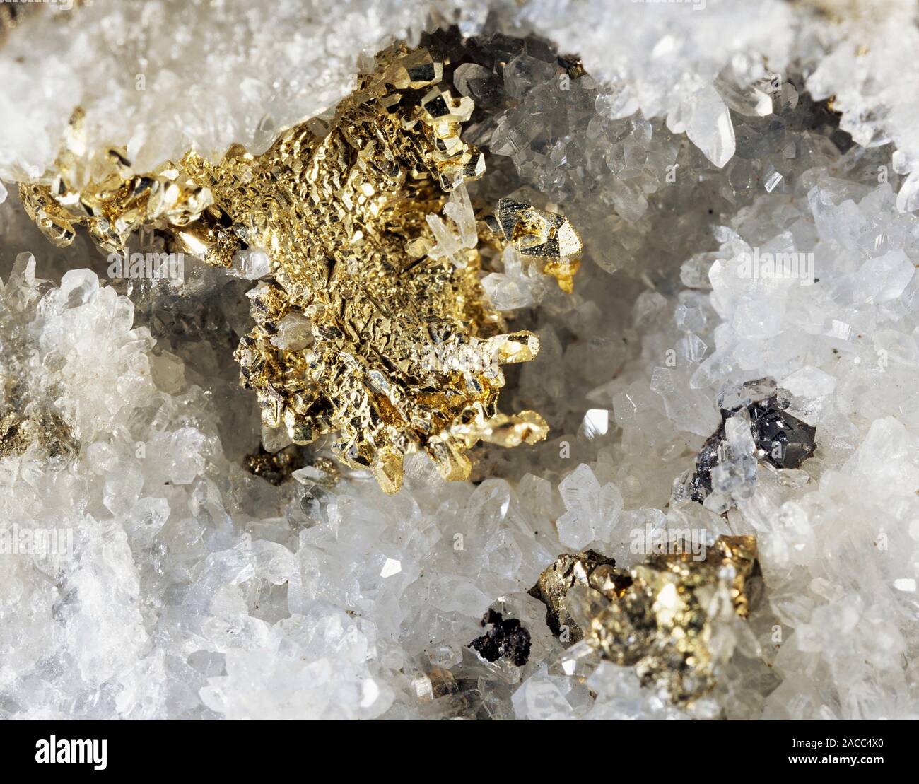 Native gold. Formations of native gold in a host quartzite rock Stock ...