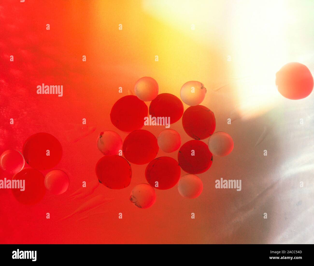 Nuclear model of the atom. Photograph illustrating the nuclear model of ...