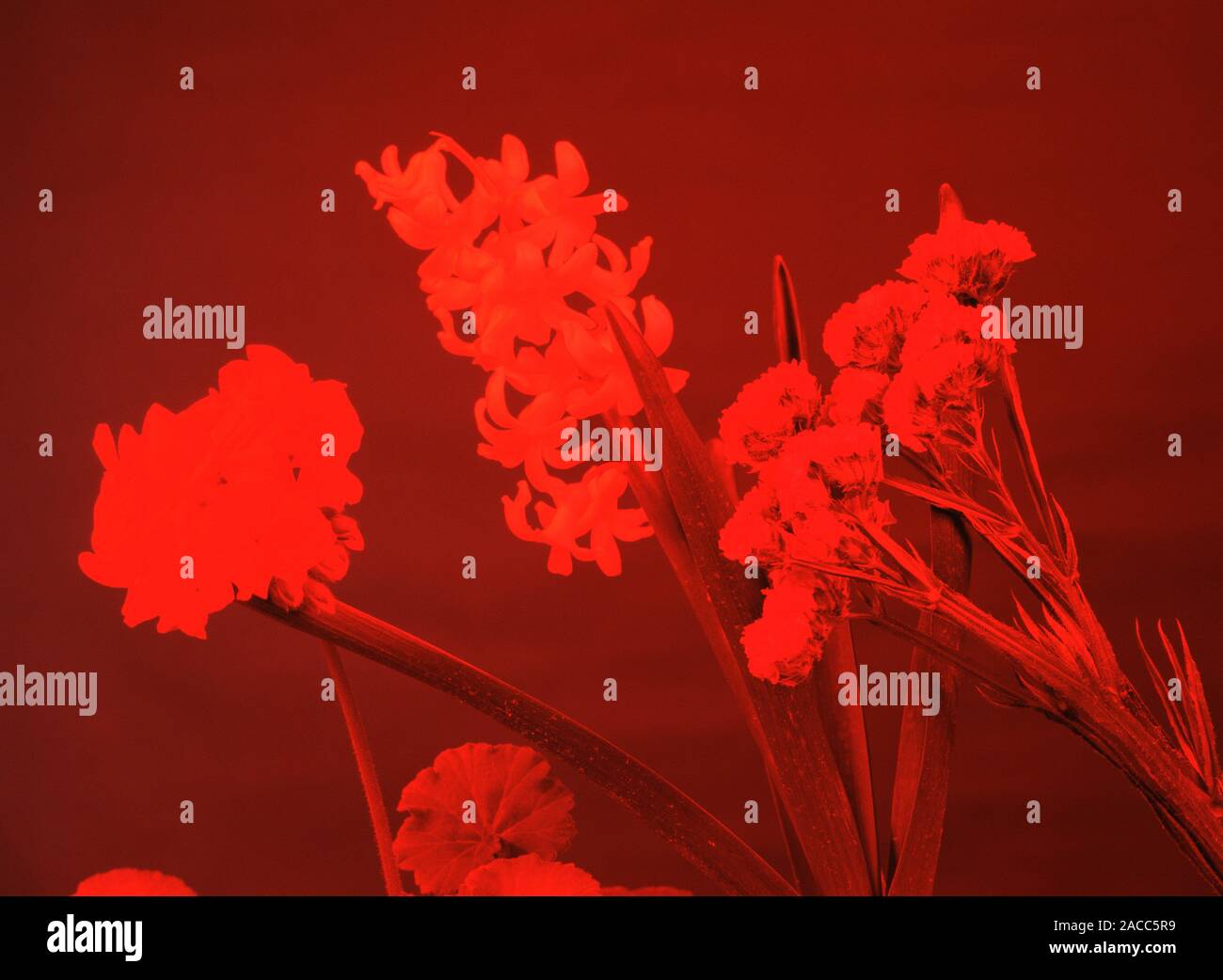 Flowers under red light. Colour is the result of an object reflecting ...