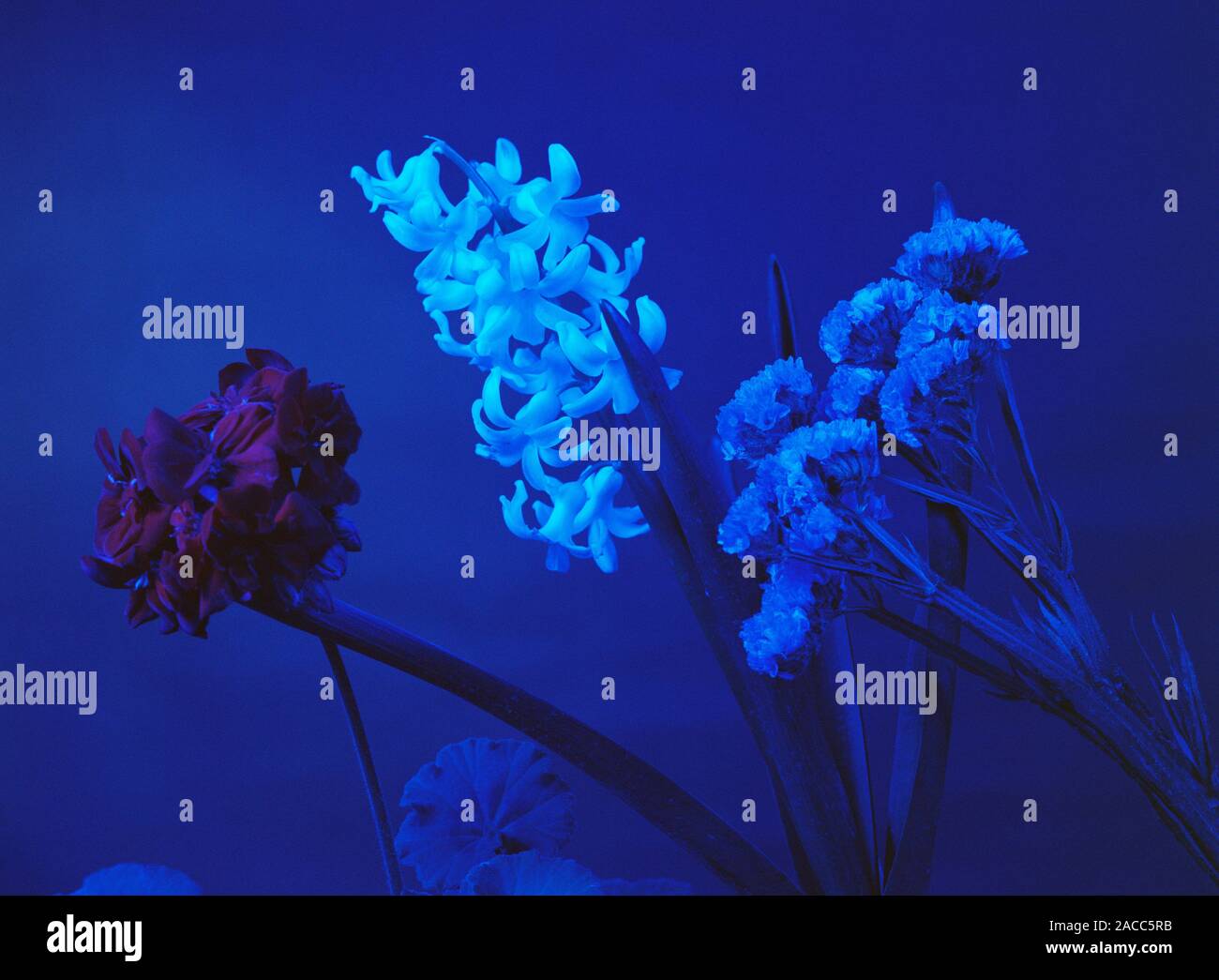 Flowers under blue light. Colour is the result of an object reflecting ...