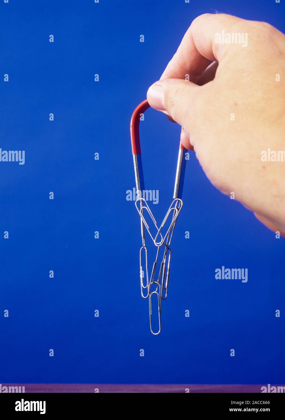 Horseshoe magnet. Paperclips being temporarily magnetised by a ...