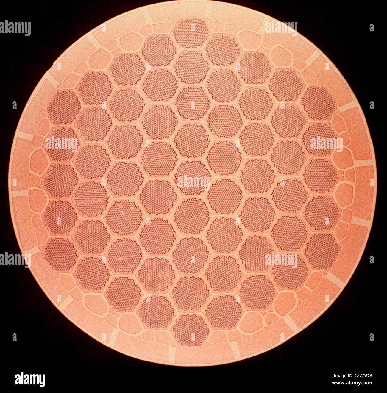 Transverse section of a superconductor containing 13,255 filaments of ...