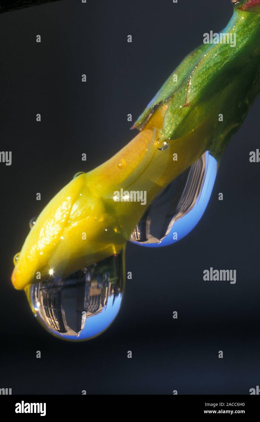 Water drops on a plant bud. The inverted image of a church is seen in ...