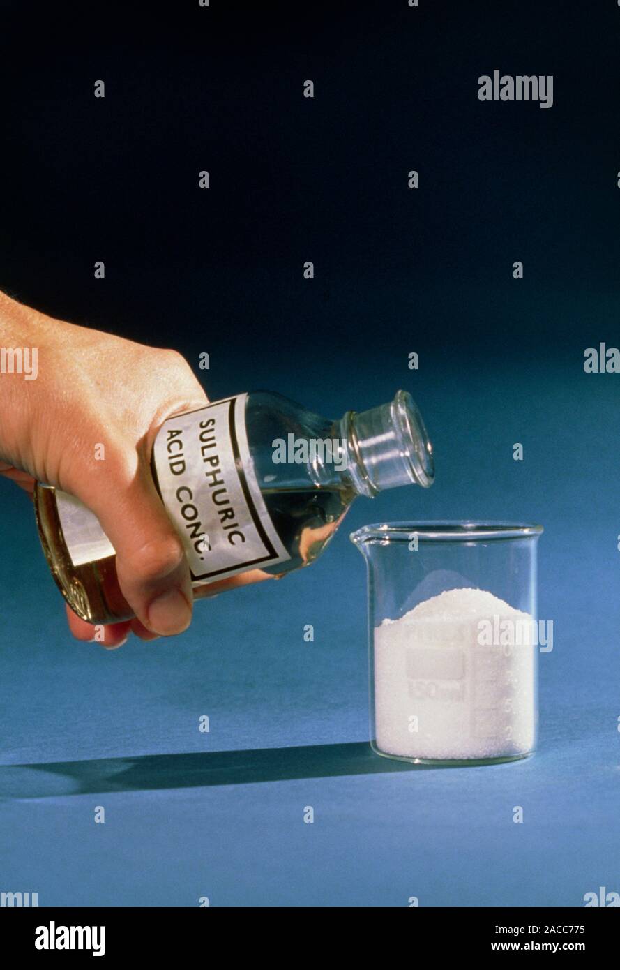 Acid dehydration of sugar. Concentrated sulphuric acid in a bottle ...