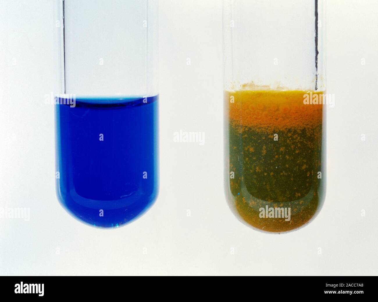 Fehling's reaction. Fehling's reagent (blue, left) reacts with ...
