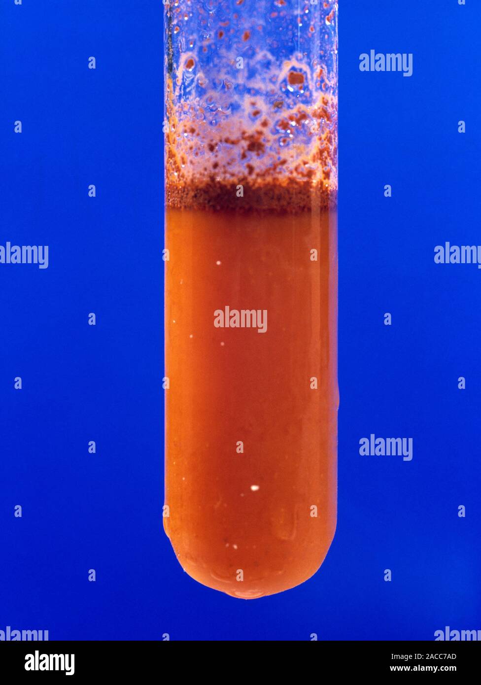 Azo dye formation. Phenyldiazonium chloride (C6H5N2Cl) reacted with ...