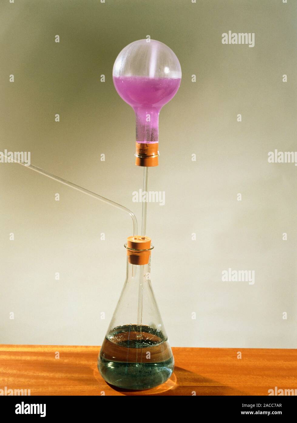 Ammonia fountain. Ammonia solution being drawn into a vacuum created by ...