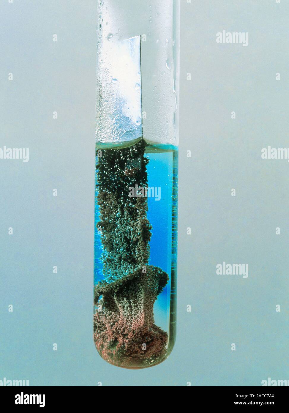 Zinc displacing copper. Strip of zinc (Zn) metal half-submerged in an ...