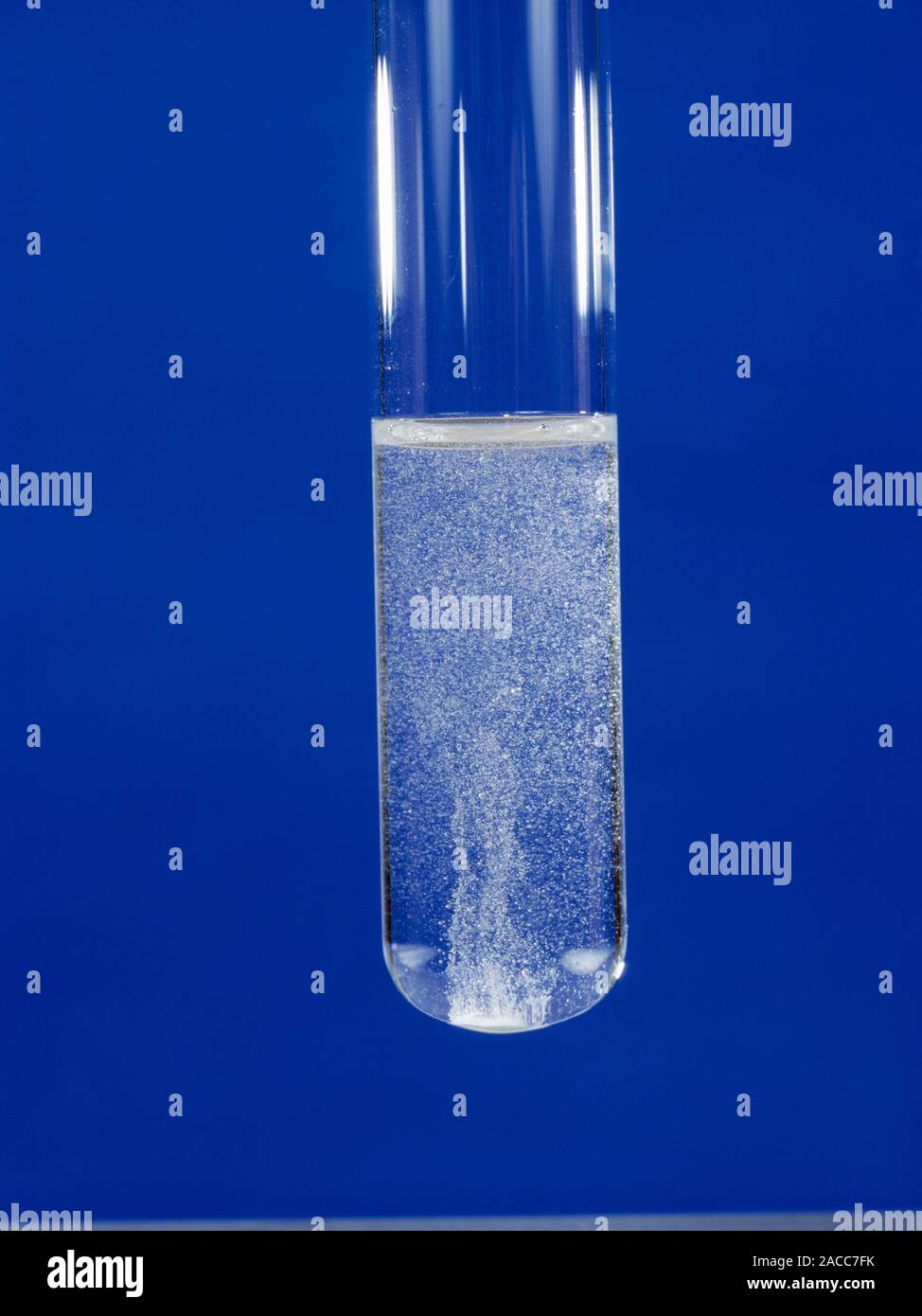 Calcium reacting with water. Strip of calcium (Ca) metal reacting with ...