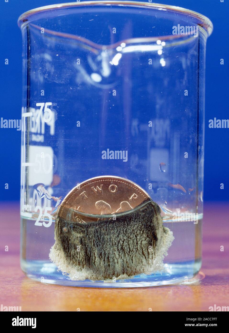 Metal displacement reaction. Copper coin being coated with silver ...