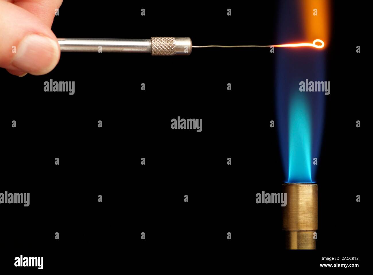 Sterilising a wipe loop over a bunsen burner Stock Photo - Alamy