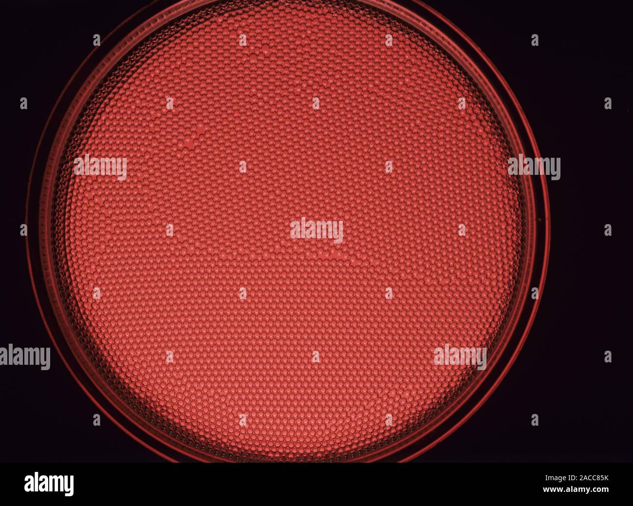 Crystalline structure demonstrated using a bubble raft. The bubble raft ...