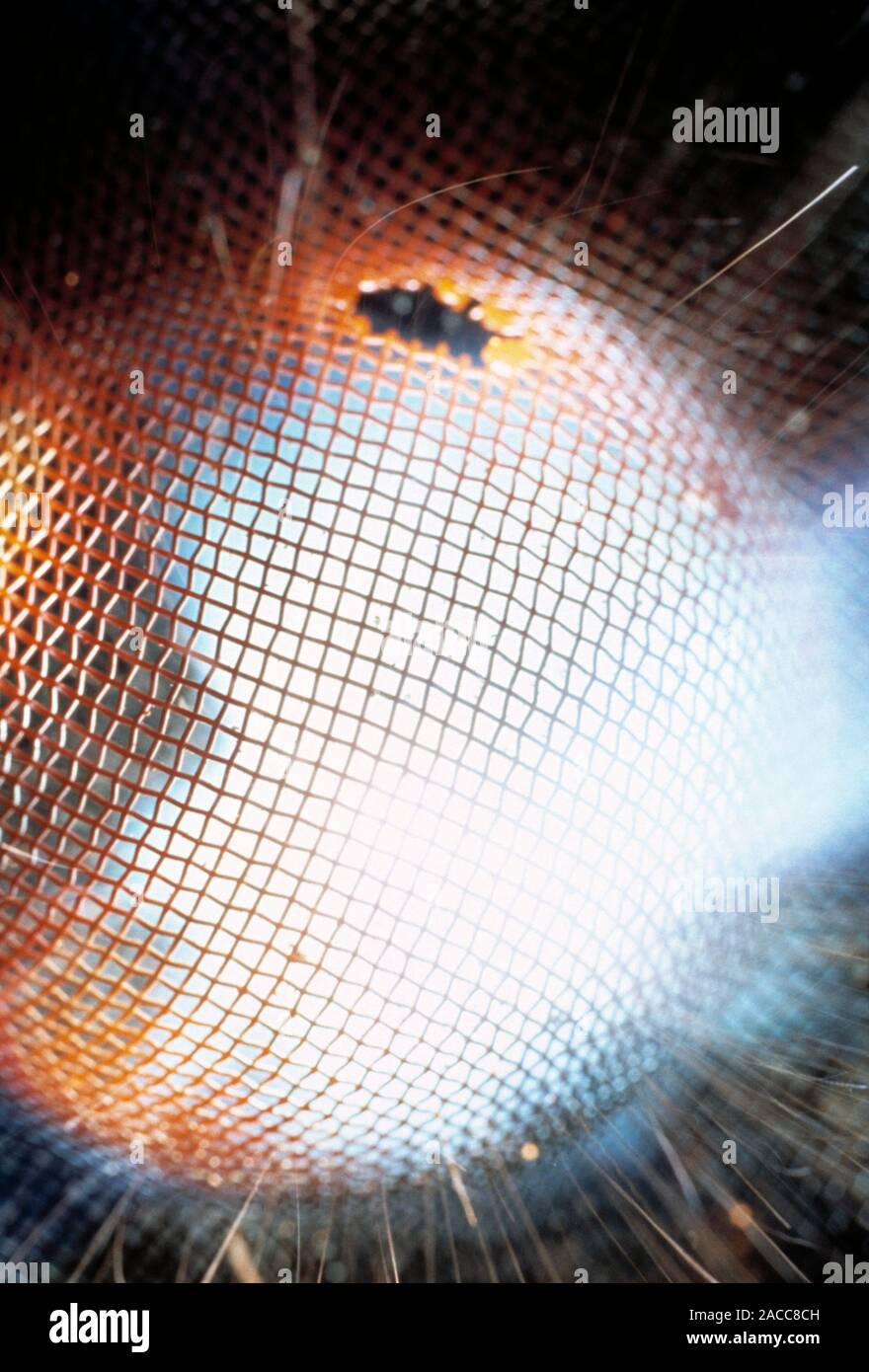 Gunpowder explosion. Gunpowder exploding in a ball of metal gauze ...