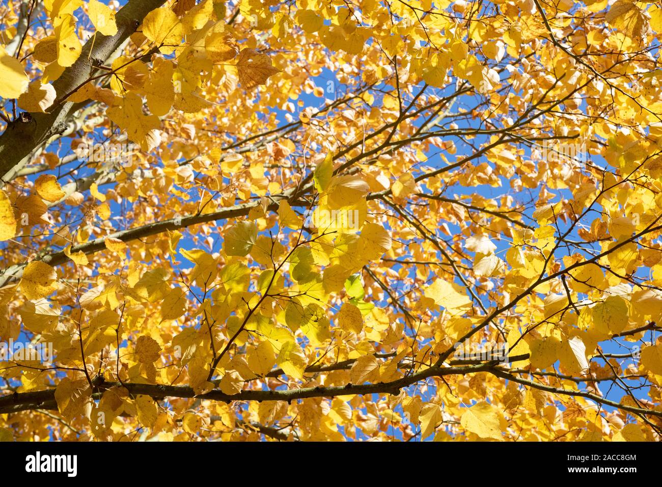 Tilia insularis. Korean Lime tree foliage in autumn at RHS Wisley ...