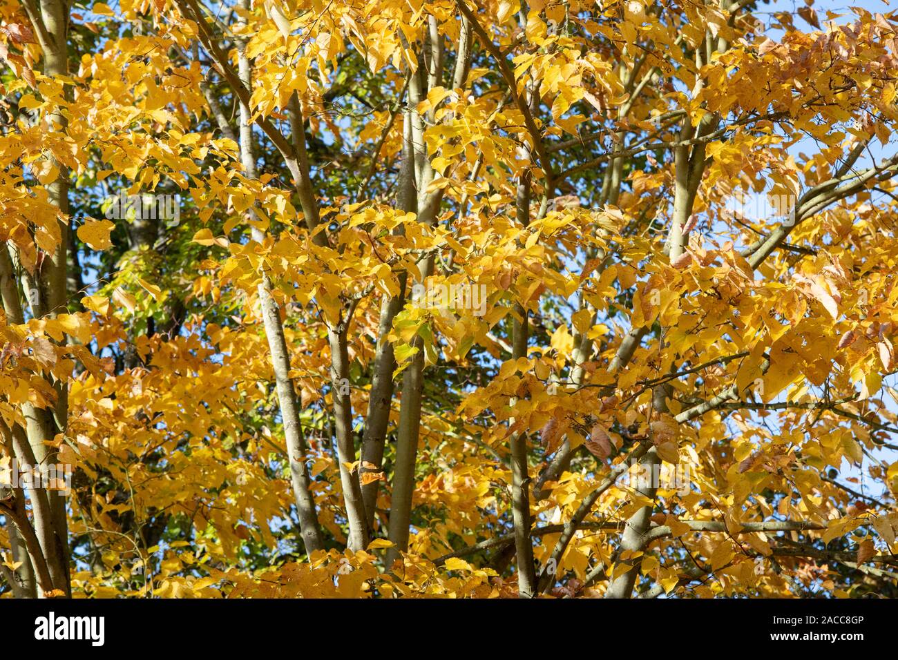 Tilia insularis. Korean Lime tree foliage in autumn at RHS Wisley ...