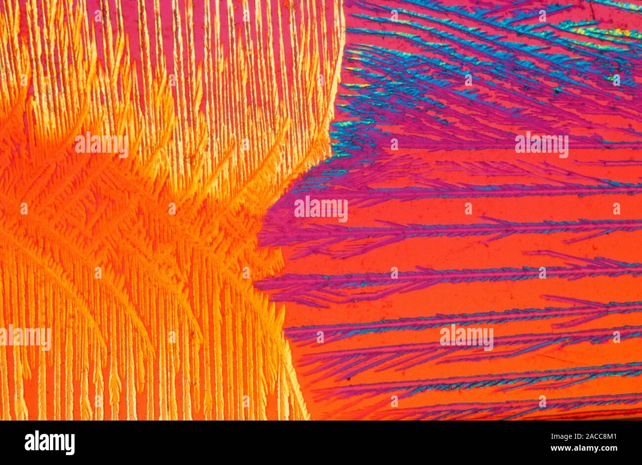 Polarised light micrograph of crystals of hydroquinone, a developing ...