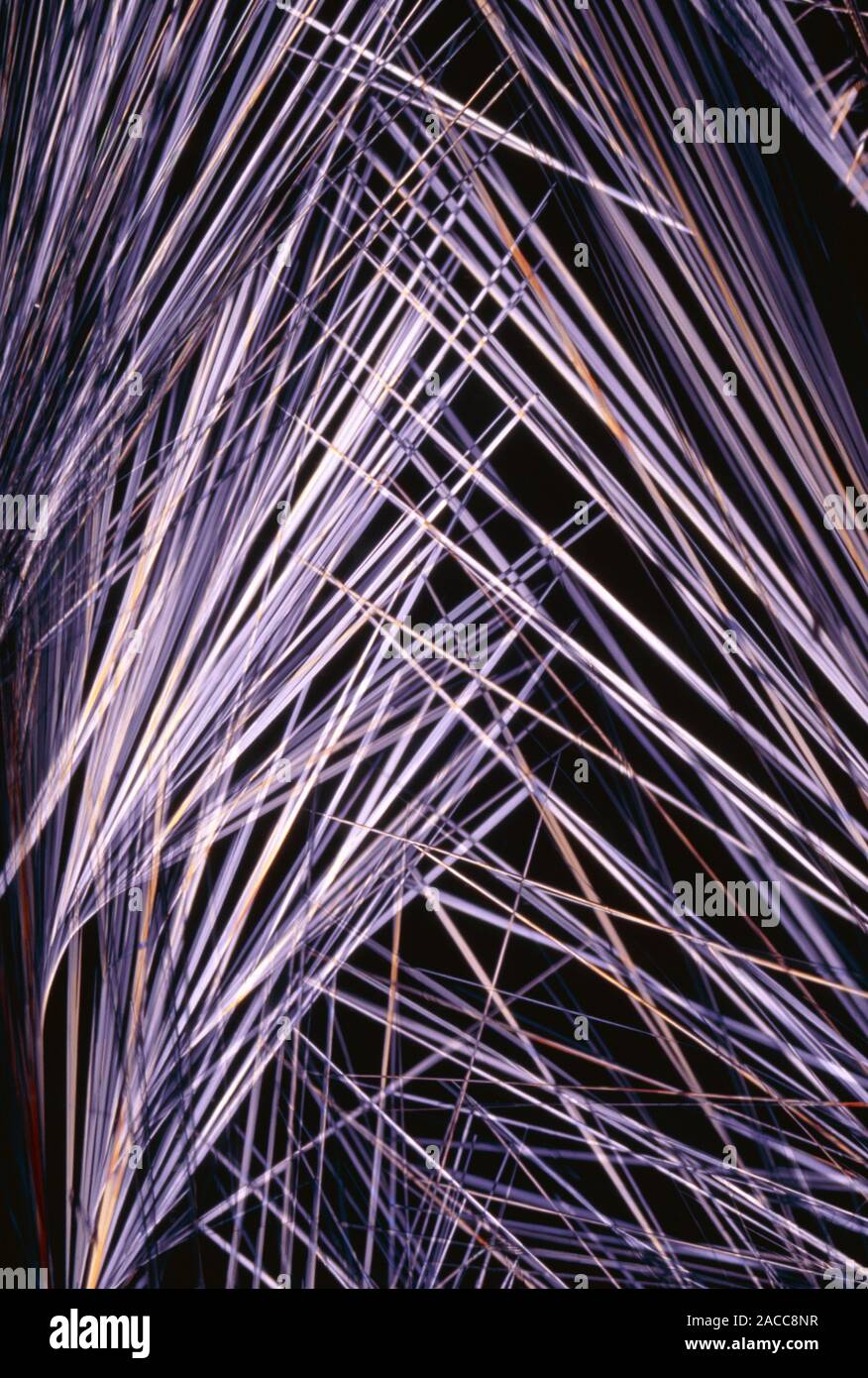 Cholesterol. Polarised light micrograph of crystals of cholesterol ...