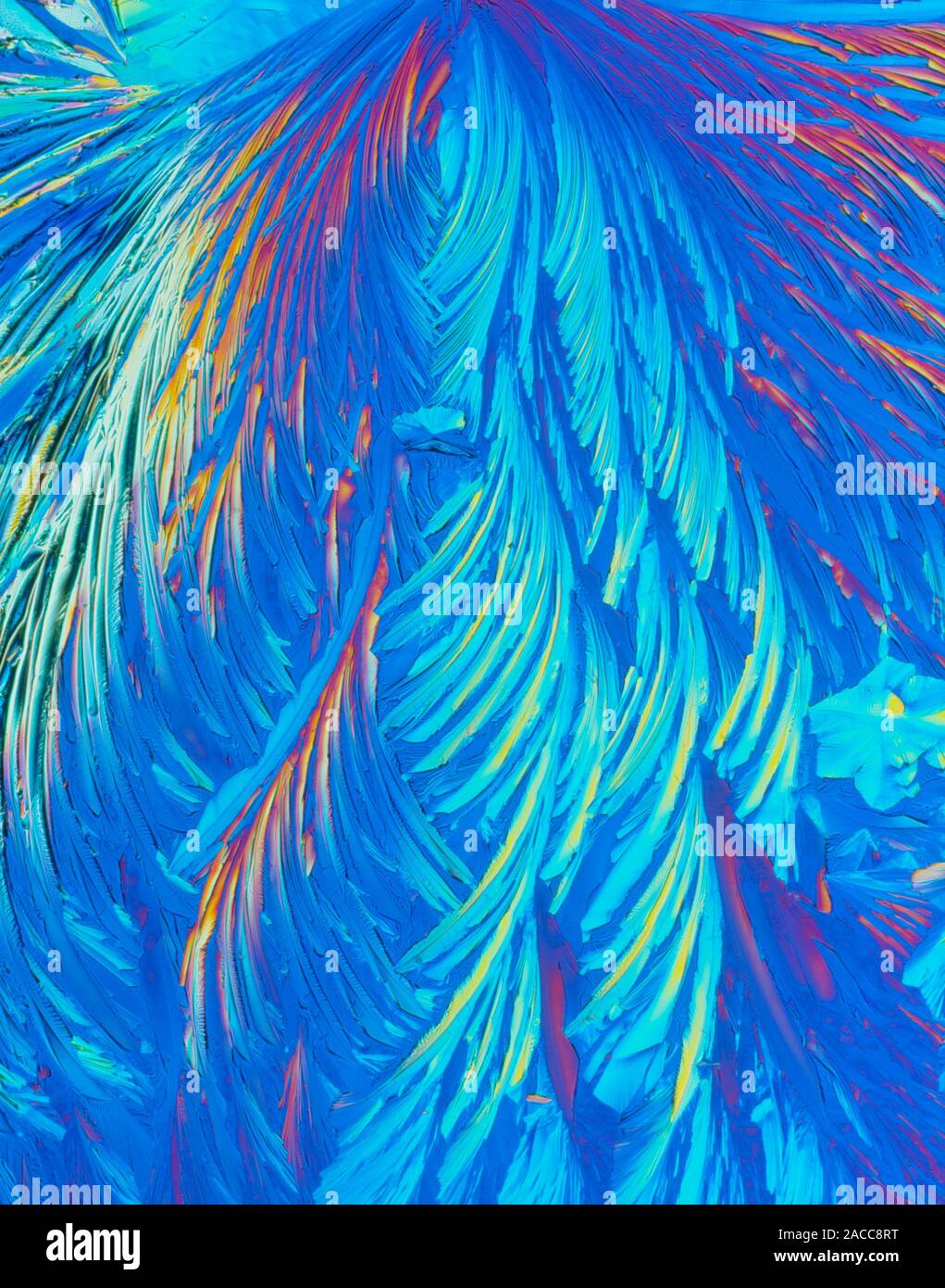 Cholesterol. Light micrograph obtained with polarised light of crystals ...