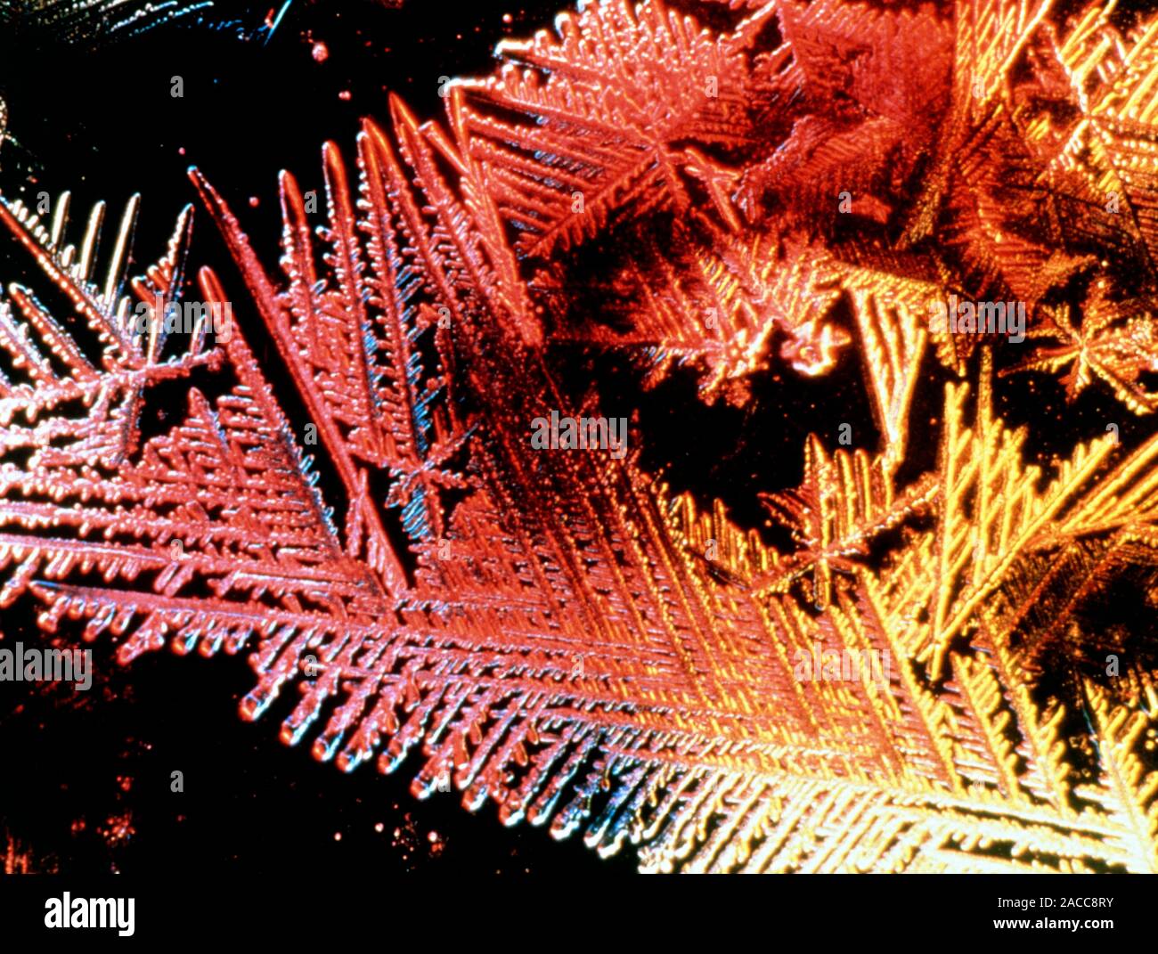 Fluoride crystals. Coloured light micrograph of fluoride crystals ...
