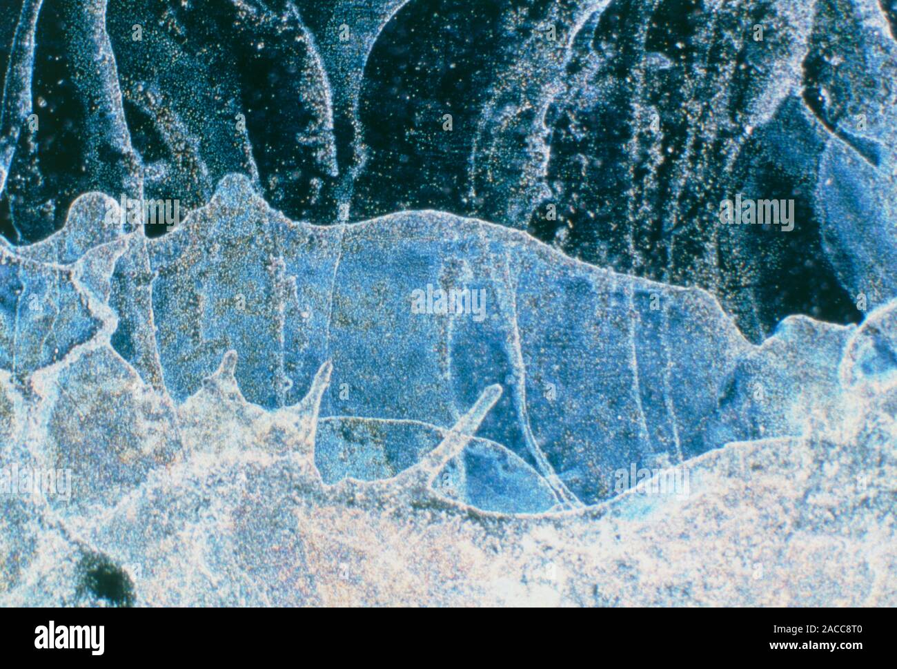 Potassium iodide. Light micrograph of crystals of potassium iodide ...