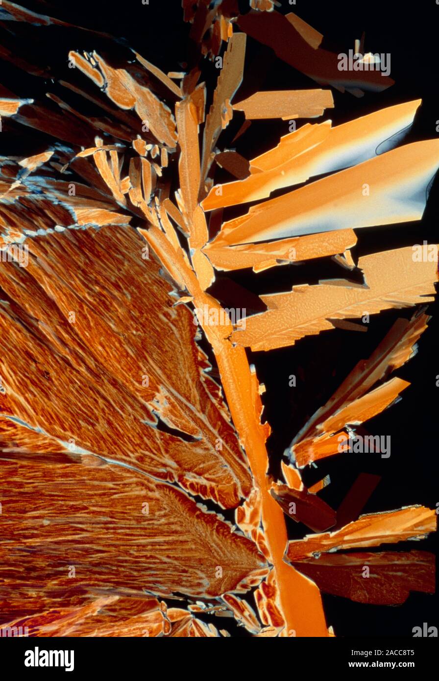 Xylose. Polarised light micrograph of crystals of wood sugar, known as ...