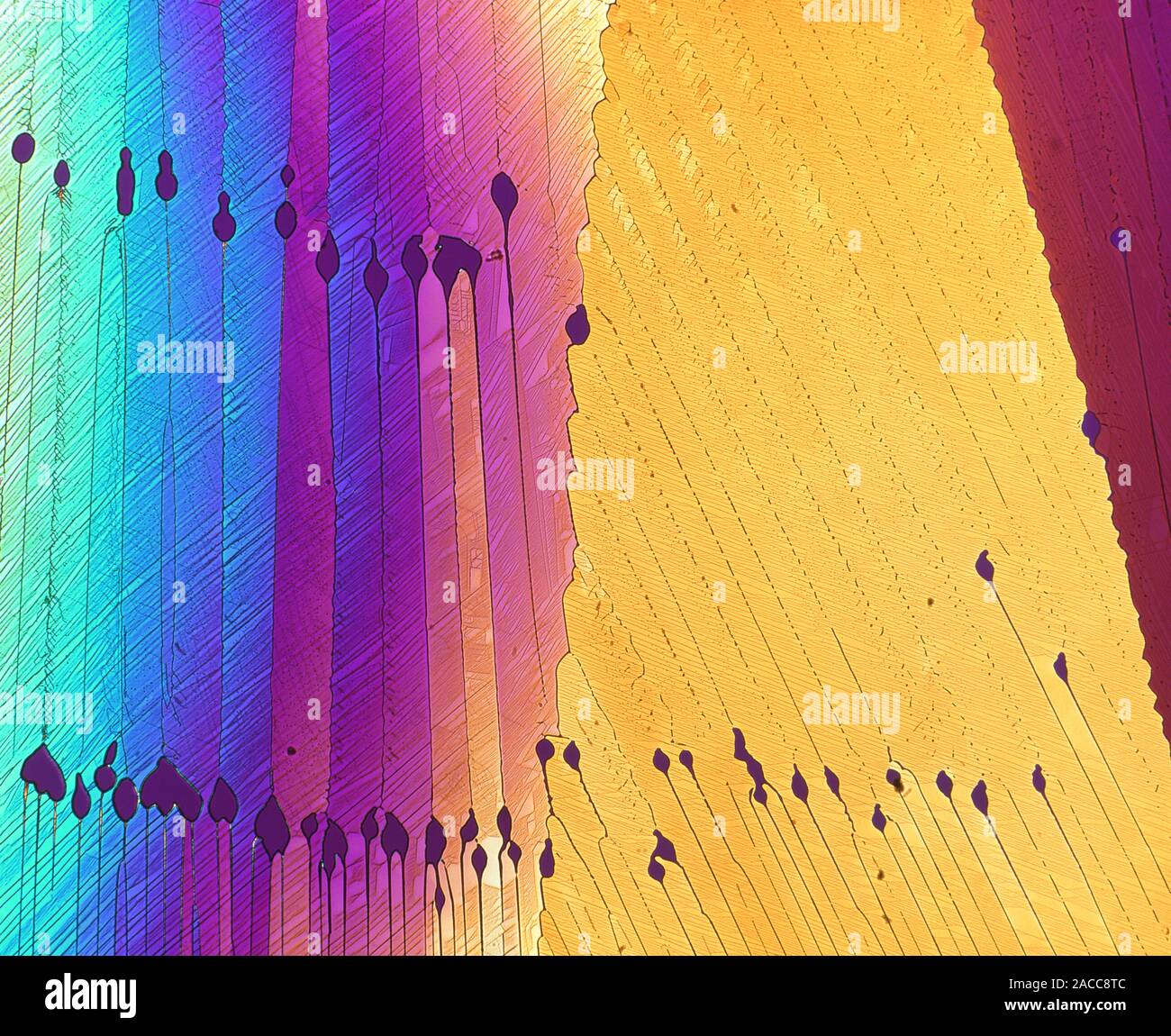 Caffeine crystals. Polarised light micrograph (PLM) of crystals of ...