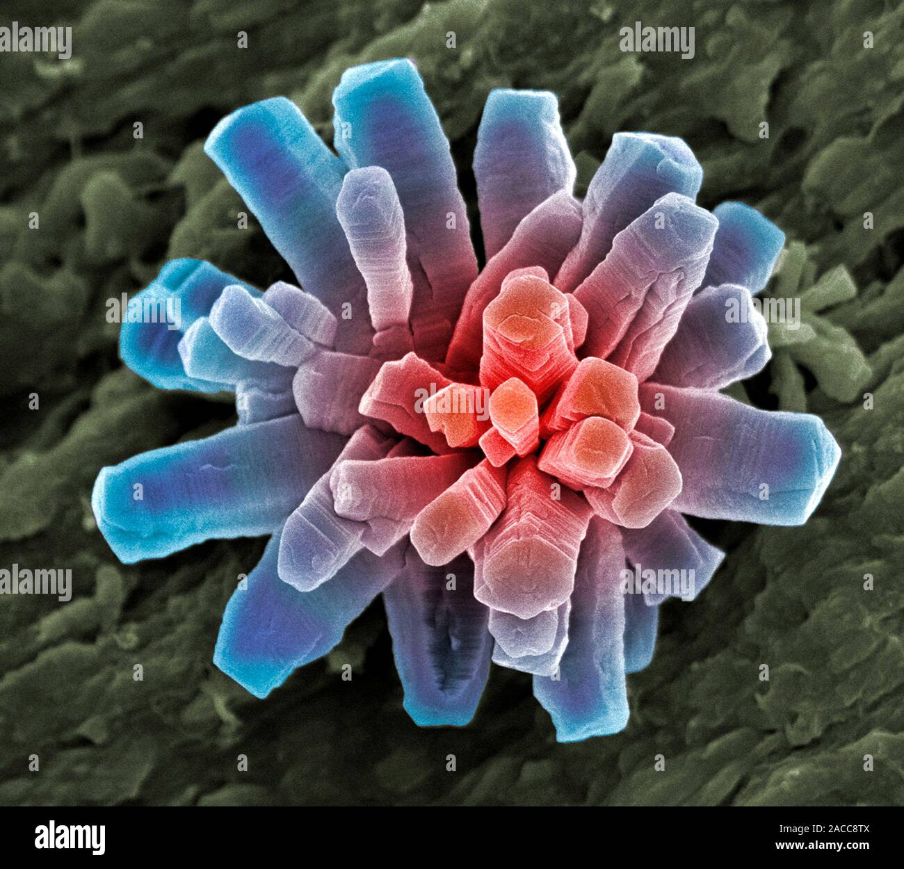 Calcium phosphate crystal, coloured scanning electron micrograph (SEM ...
