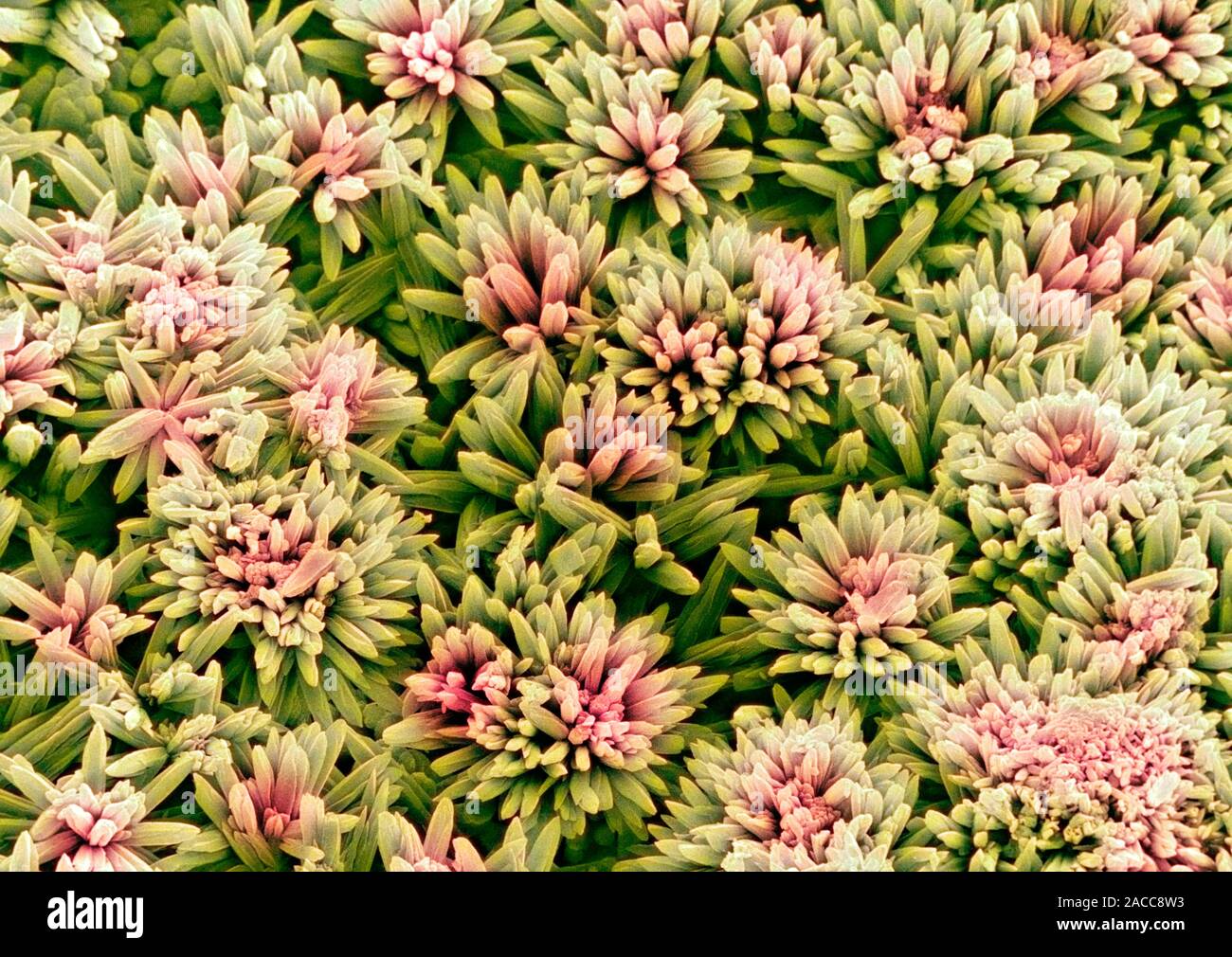 Limescale. Coloured scanning electron micrograph (SEM) of limescale ...
