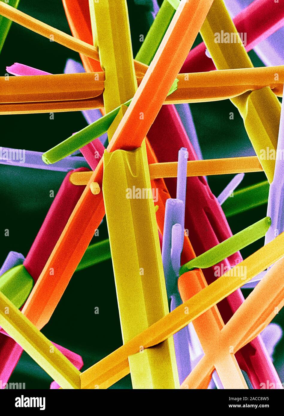 Caffeine crystals. Coloured scanning electron micrograph (SEM) of ...