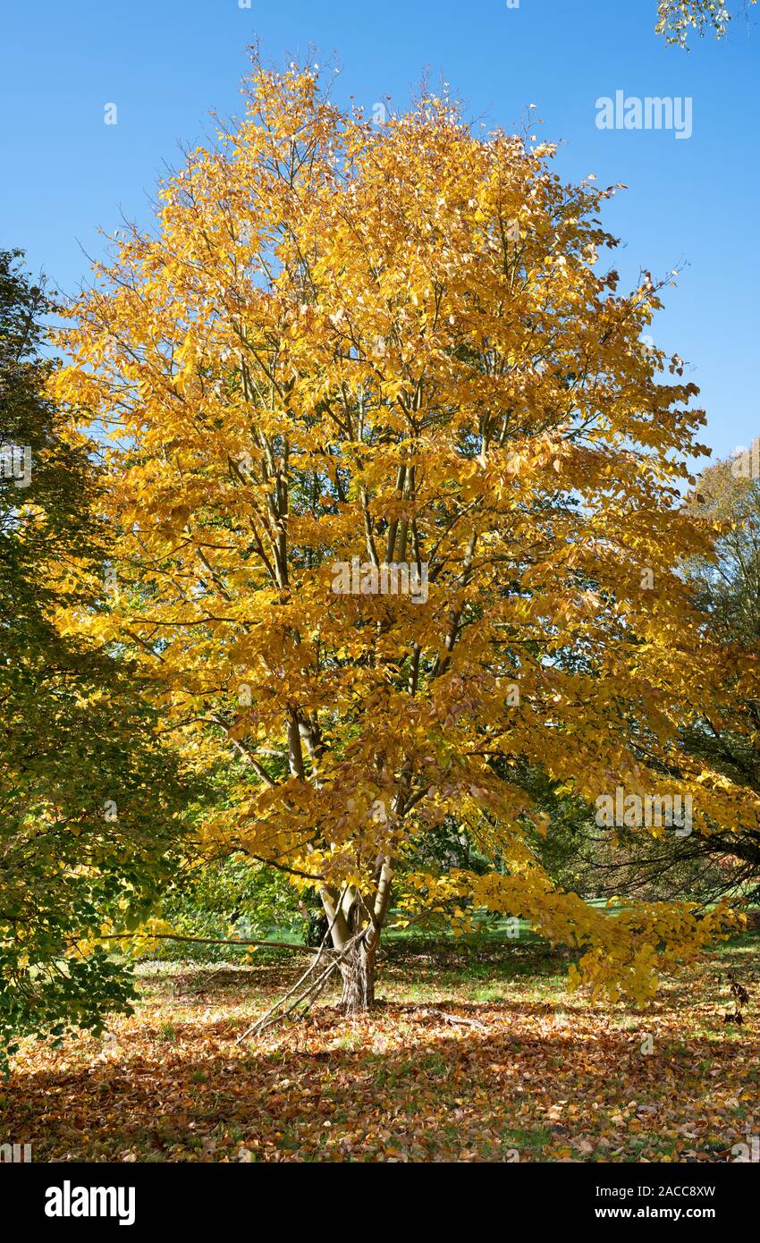 Tilia insularis. Korean Lime tree foliage in autumn at RHS Wisley ...