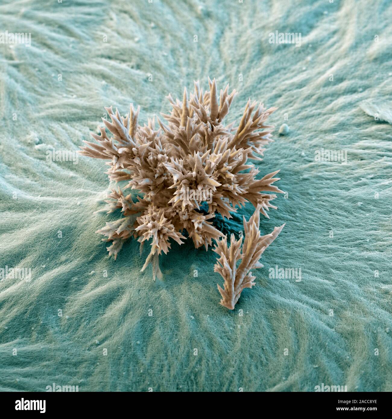 Witherite crystals. Coloured scanning electron micrograph (SEM) of ...