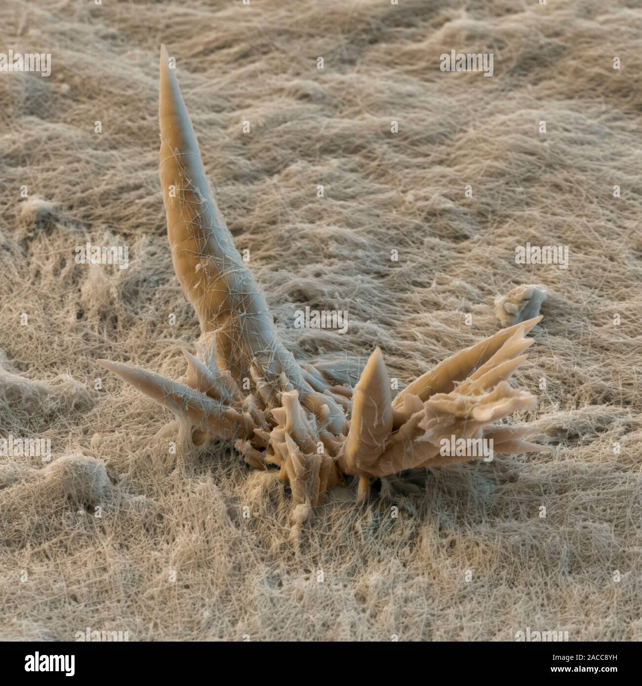Witherite crystals. Coloured scanning electron micrograph (SEM) of ...