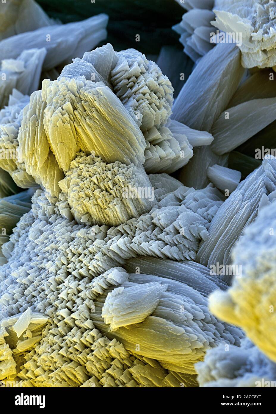 Limescale. Coloured scanning electron micrograph (SEM) of limescale ...