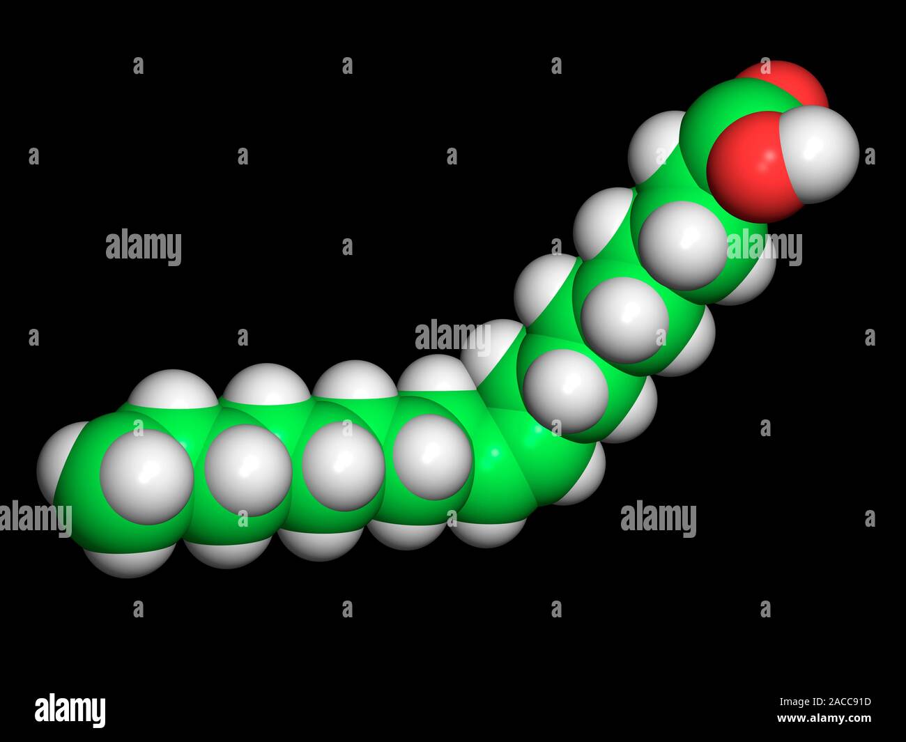 Oleic acid. Computer model of a molecule of oleic acid, a ...