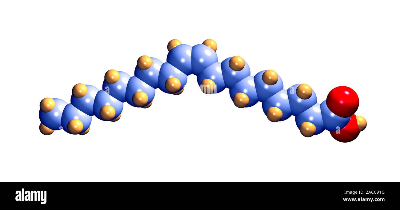 Oleic acid. Computer model of a molecule of oleic acid, a ...