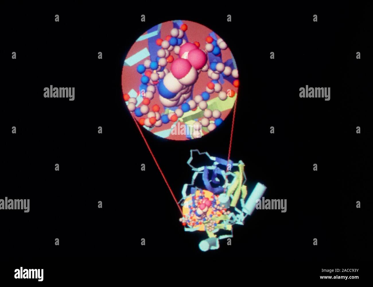 Computer graphics of the enzyme-substrate complex of serine proteases ...