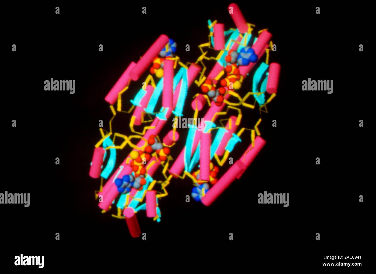 Computer graphics of the enzyme phosphofructo- kinase binding to its ...