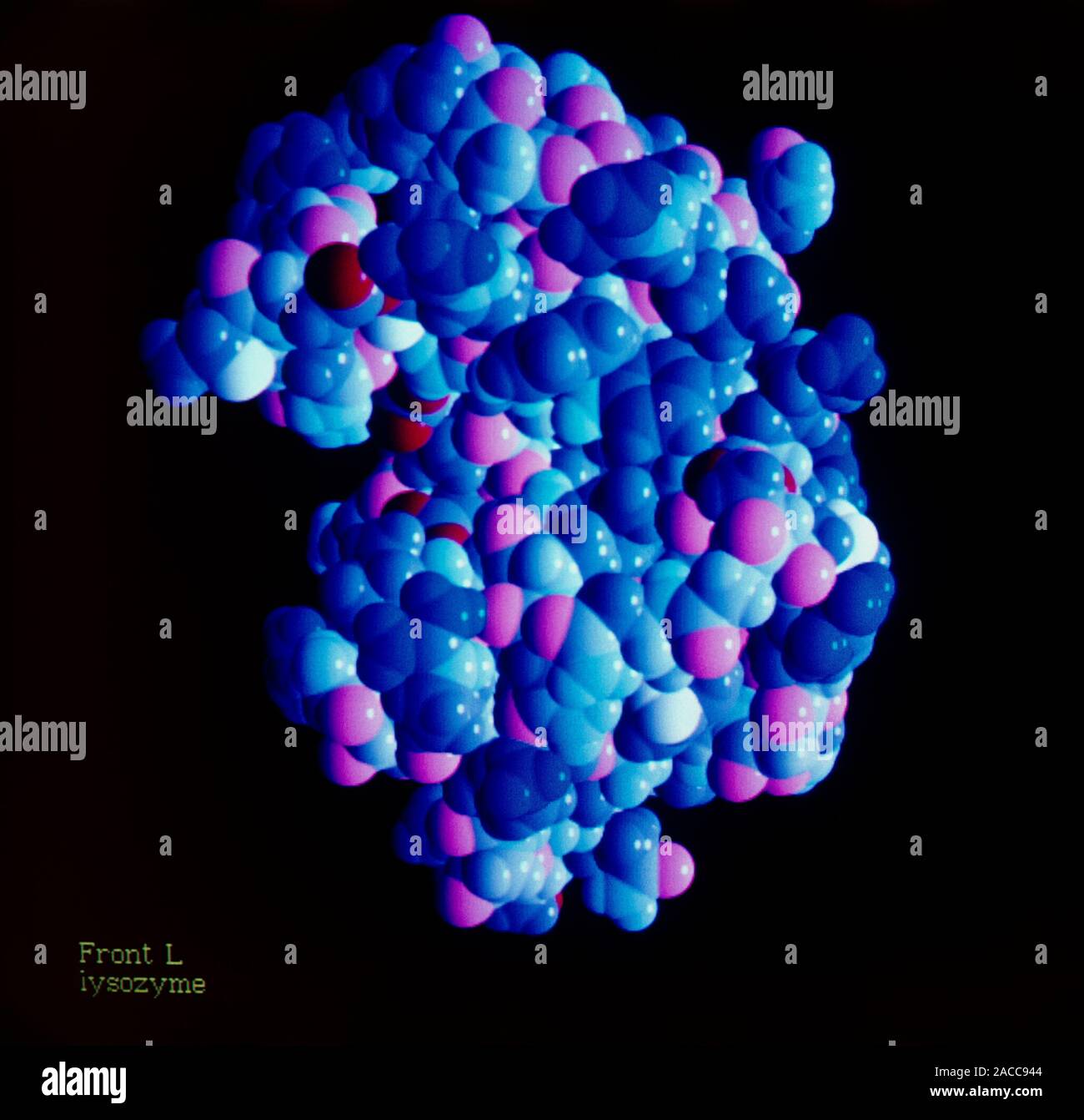 Molecular computer graphics image of the enzyme lysozyme. The image ...
