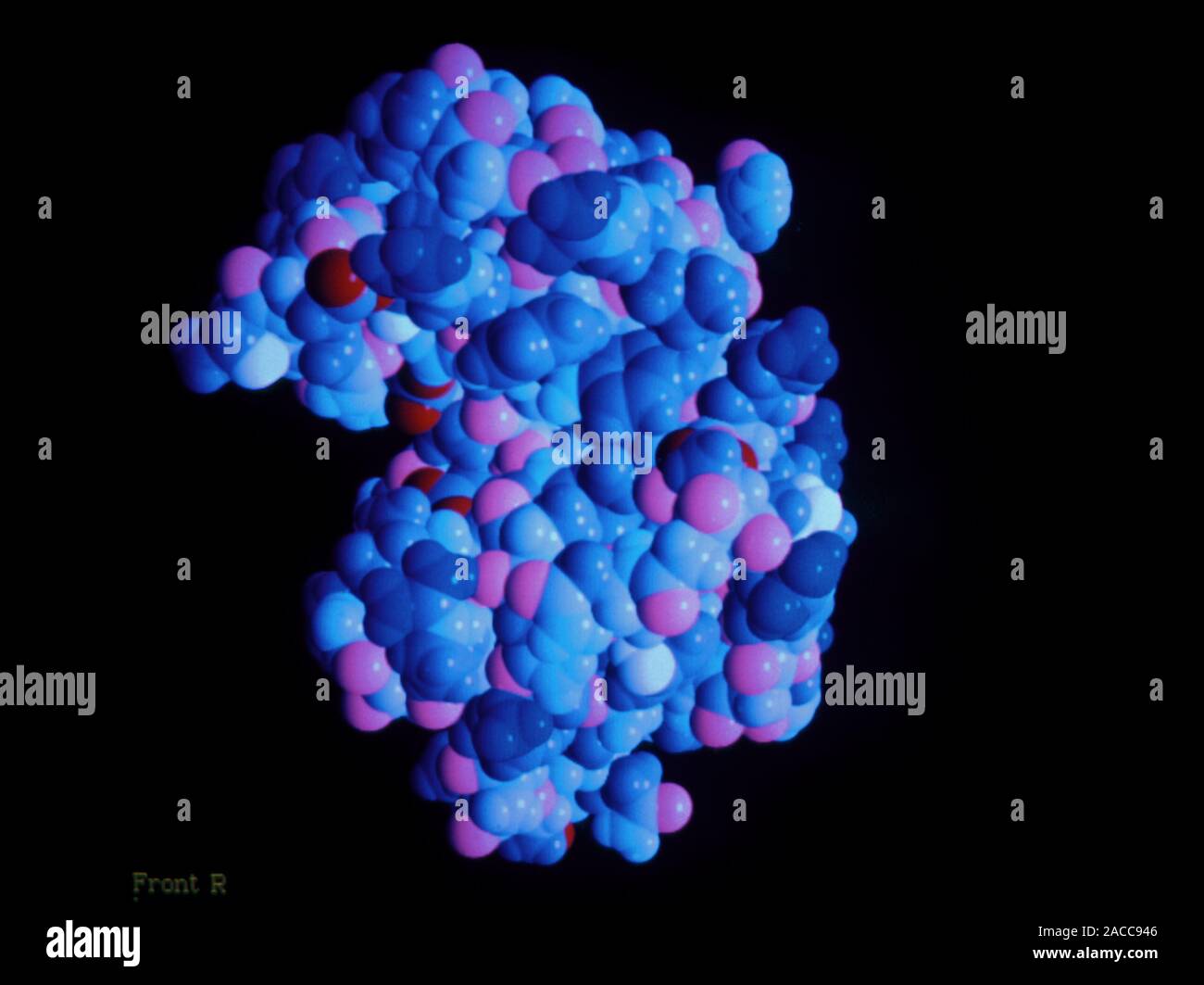 Molecular computer graphics image of the enzyme lysozyme. The image ...