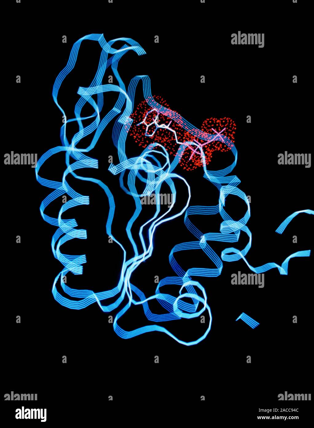 Computer graphics representation of the ATP- binding domain (reaction ... Computer graphics representation of the ATP- binding domain (reaction ...
