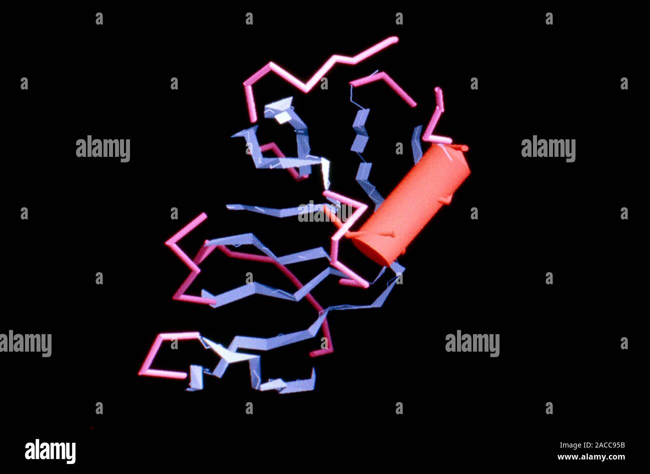 Lysozyme molecule. Computer graphic of a molecule of the anti-bacterial ...